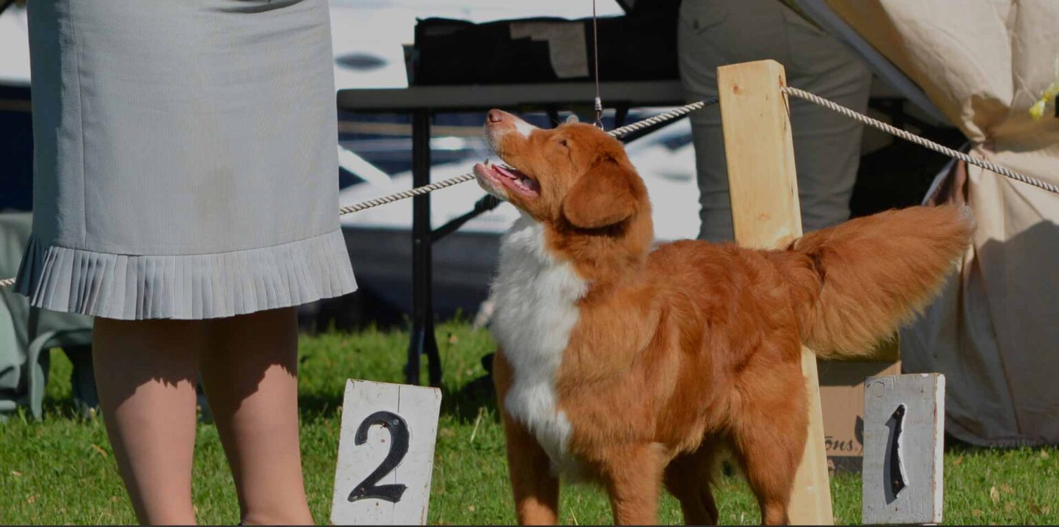 Tollers | Nova Scotia Duck Tolling Retriever Club of Canada (NSDTRCC)