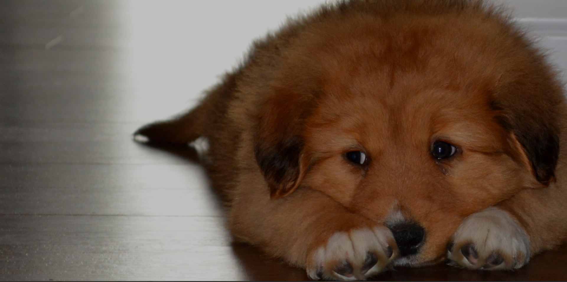 Tollers | Nova Scotia Duck Tolling Retriever Club of Canada (NSDTRCC)