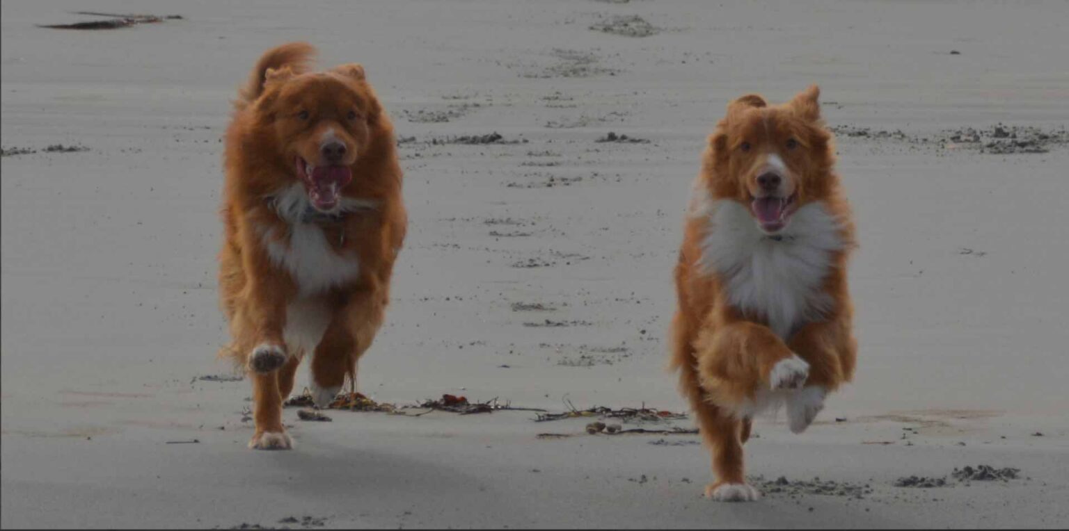 Tollers | Nova Scotia Duck Tolling Retriever Club of Canada (NSDTRCC)
